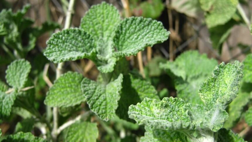 Beneficios, riesgos y dosis recomendada del marrubio – 365TV